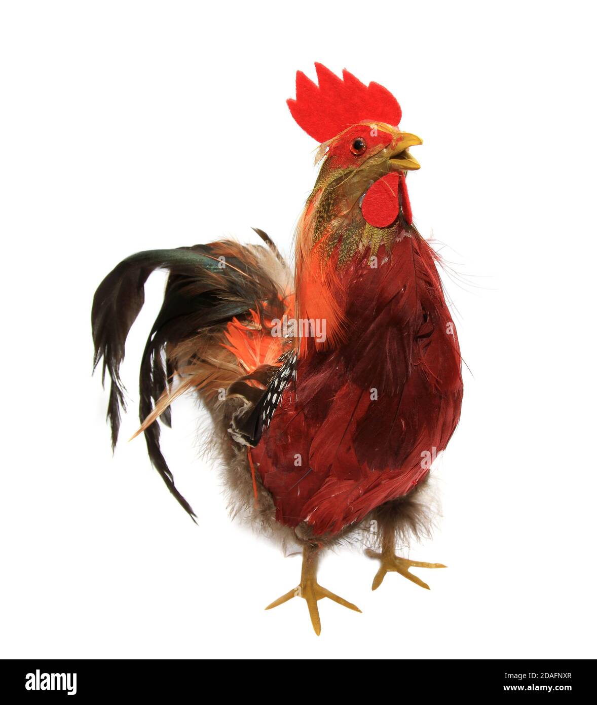 Closeup shot of a rooster isolated on a white background Stock Photo ...