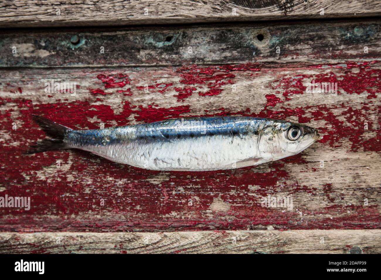 Raw sardines hi-res stock photography and images - Alamy