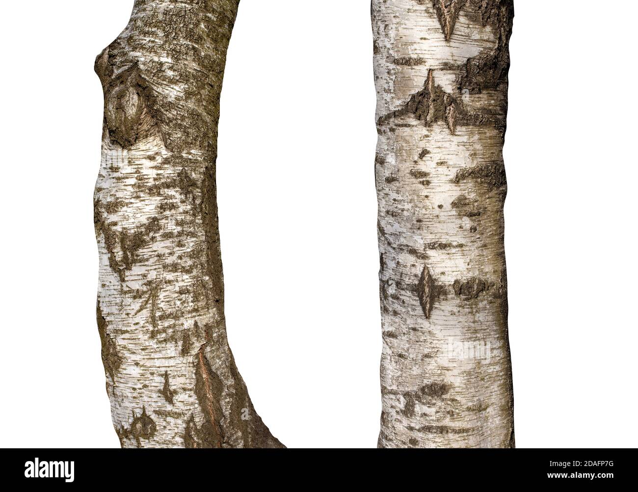 set of natural birch trunks isolated on white background Stock Photo ...
