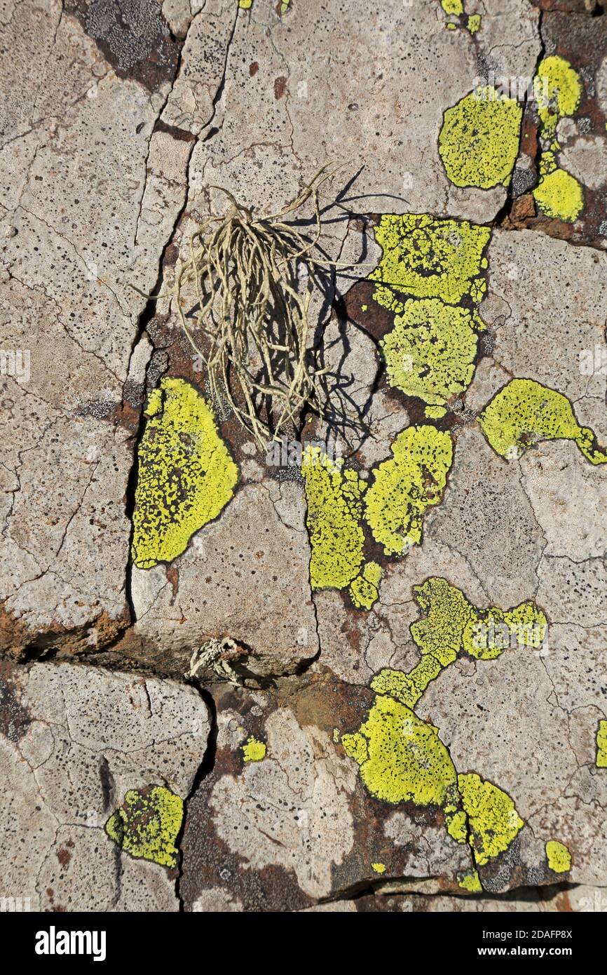 Green Lichen on the rocks at Sharpnose Point Cornwall Stock Photo - Alamy