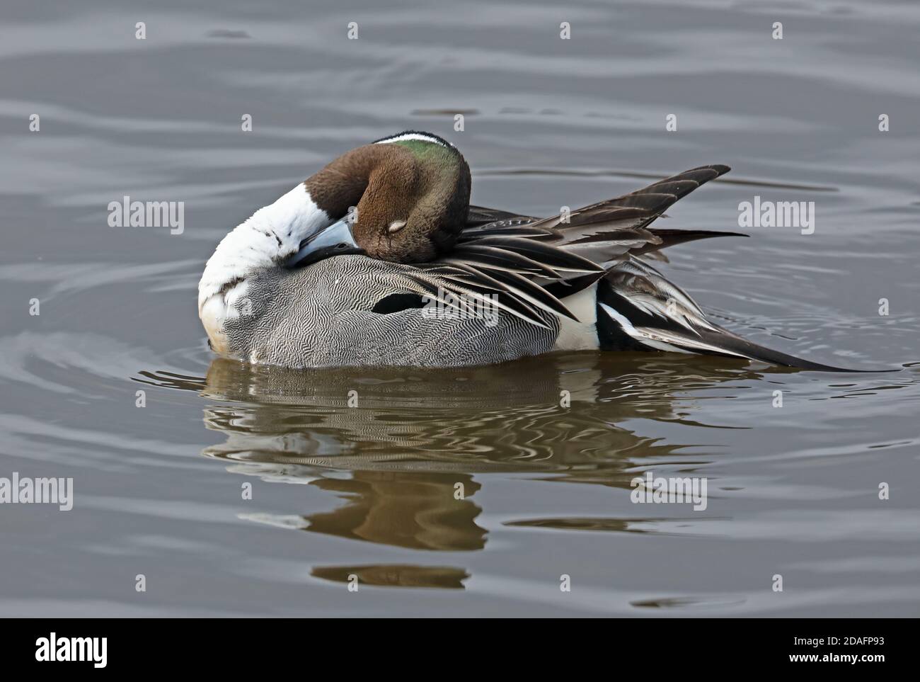 Pintail duck male preening hi-res stock photography and images - Alamy