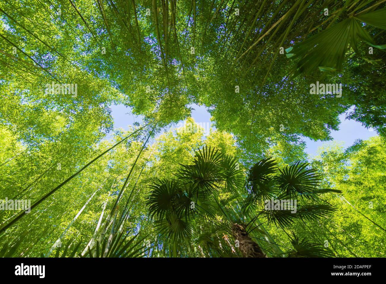 Bamboo seen from the ground Stock Photo - Alamy