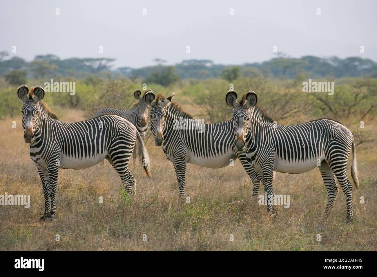 Grevy's zebra kenya people hi-res stock photography and images - Alamy
