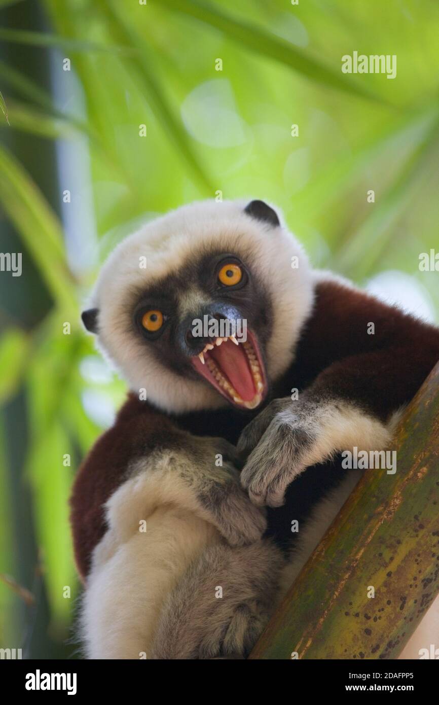 Coquerel's Sifaka (Propithecus coquereli) in the bamboo forest ...