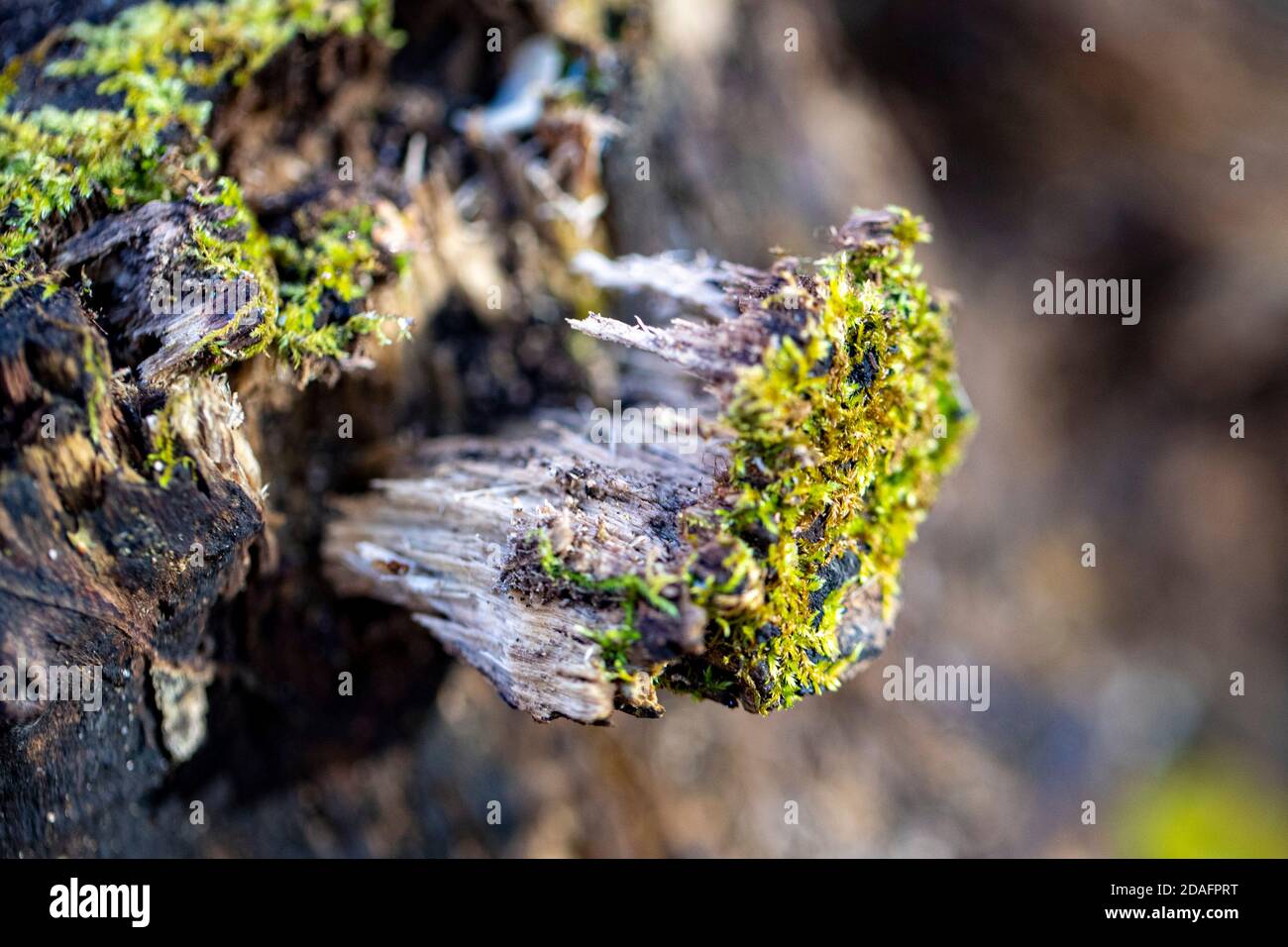 The colorful vegetation along the Ravine in the North Woods of Central ...