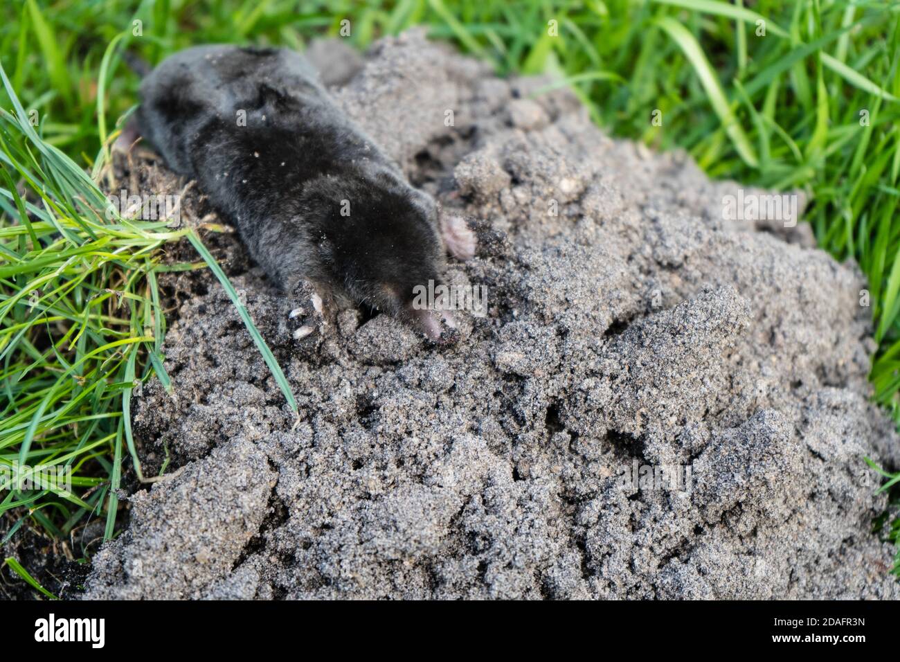A mole in the garden Stock Photo - Alamy