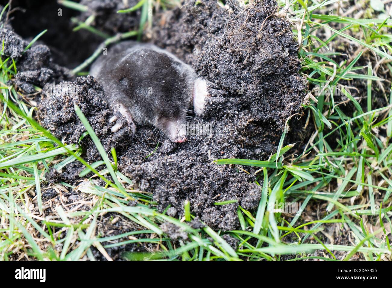 Mole Paws High Resolution Stock Photography and Images - Alamy
