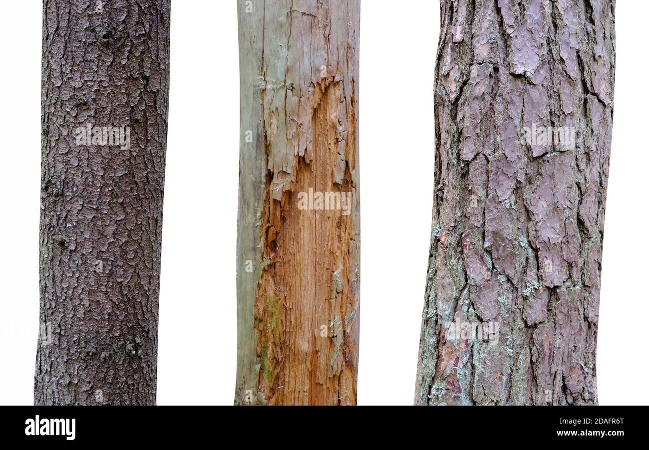set of natural tree trunks isolated on white background Stock Photo - Alamy