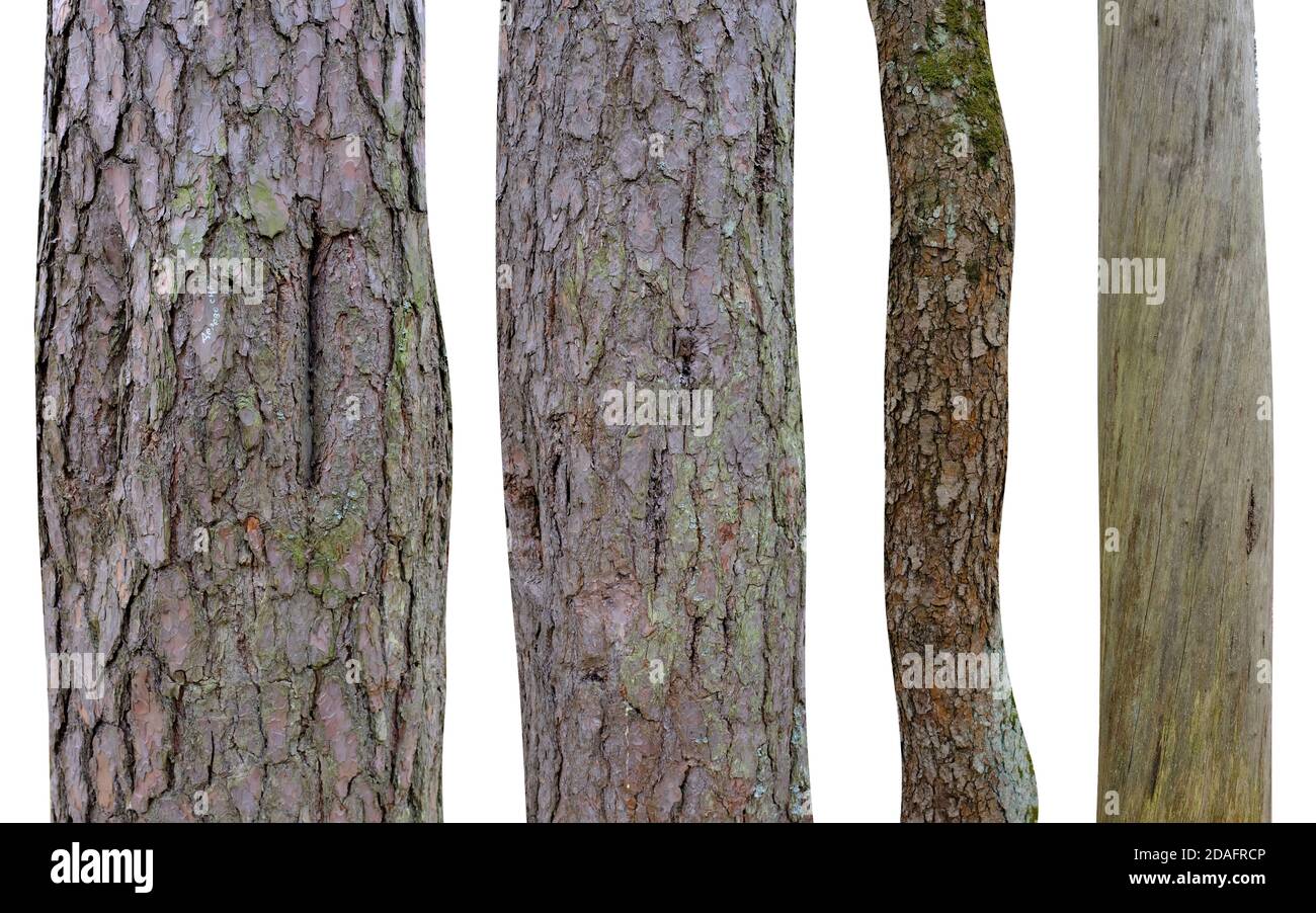 set of natural tree trunks isolated on white background Stock Photo - Alamy