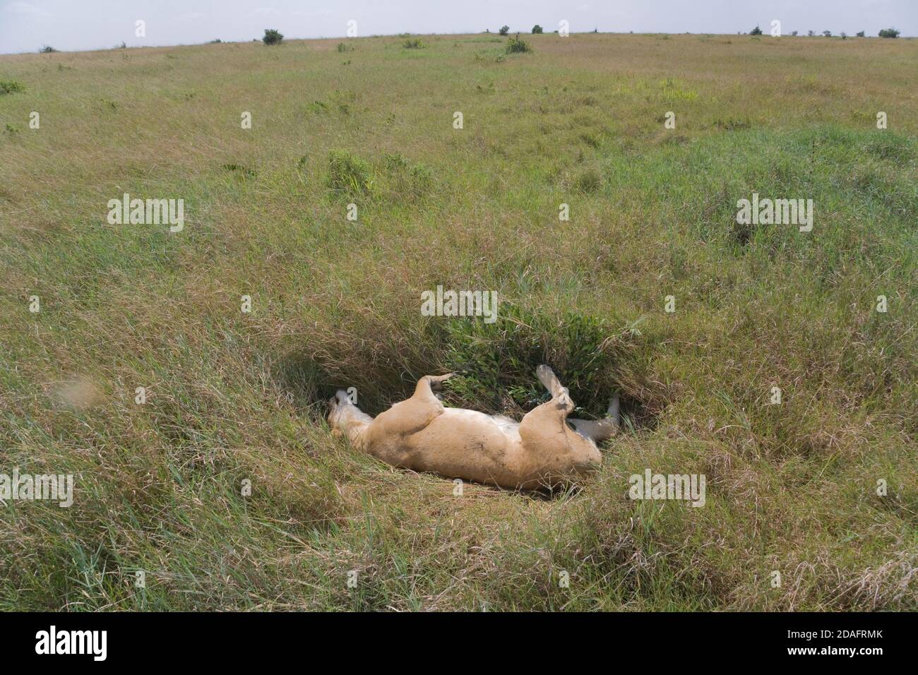 Lion rolling in grass hi-res stock photography and images - Alamy