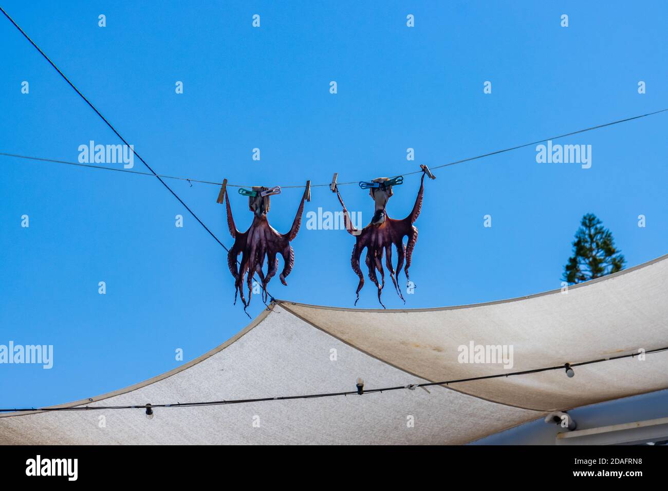 Freshly caught Octopus hanging and drying in the sun on a Greek island ...