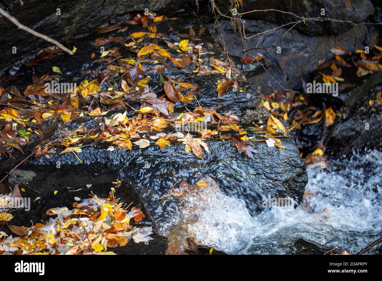 Colorful trees float in the water near the Loch in Central Park, New ...