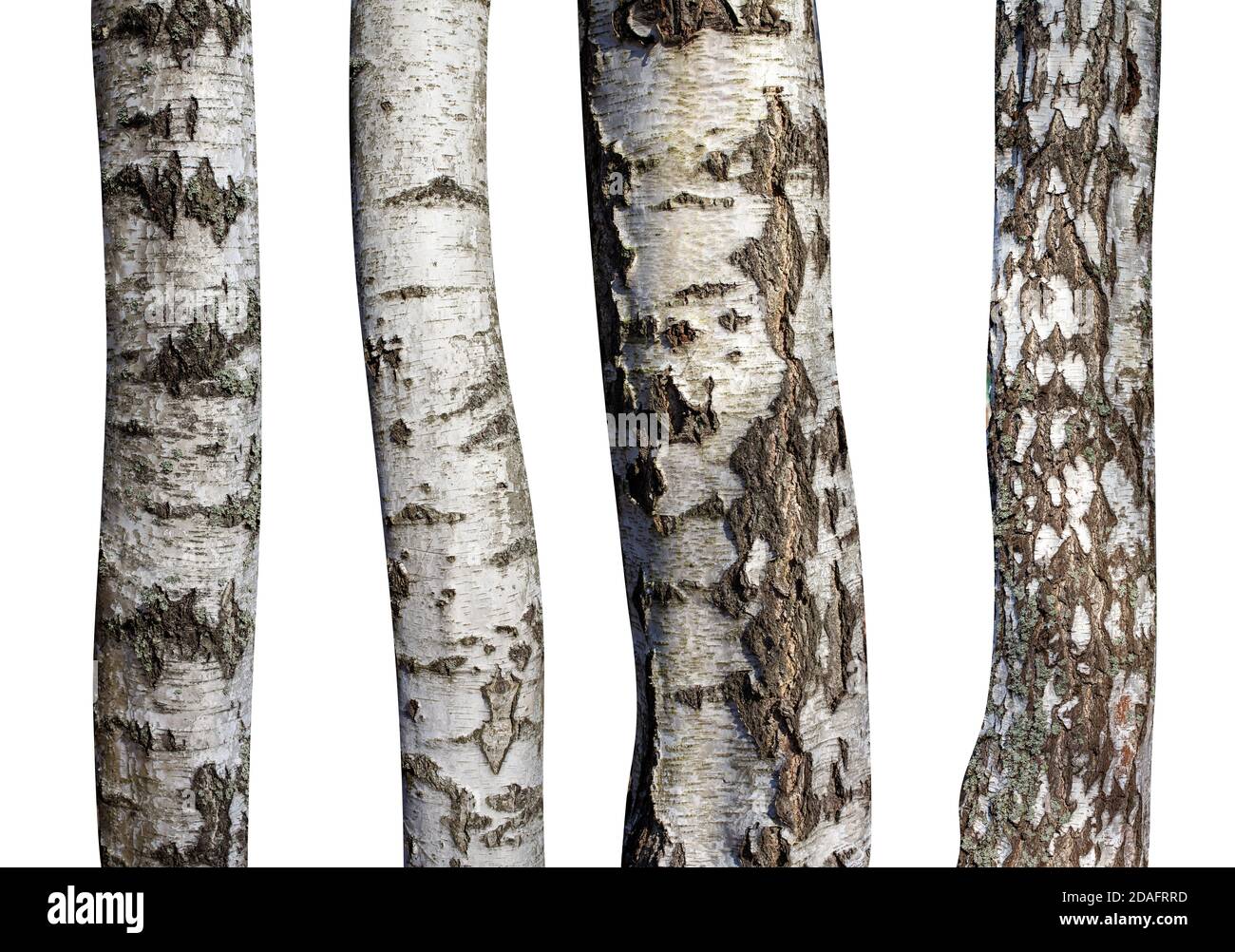 set of natural birch trunks isolated on white background Stock Photo ...