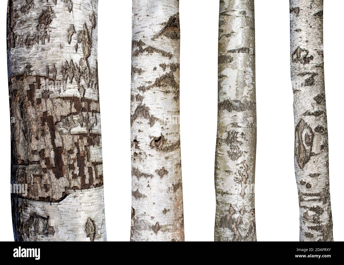 set of natural birch trunks isolated on white background Stock Photo ...