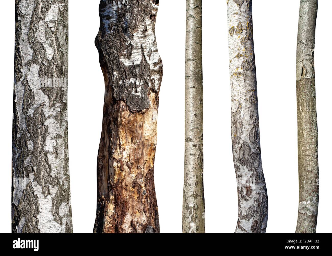 set of natural birch trunks isolated on white background Stock Photo ...