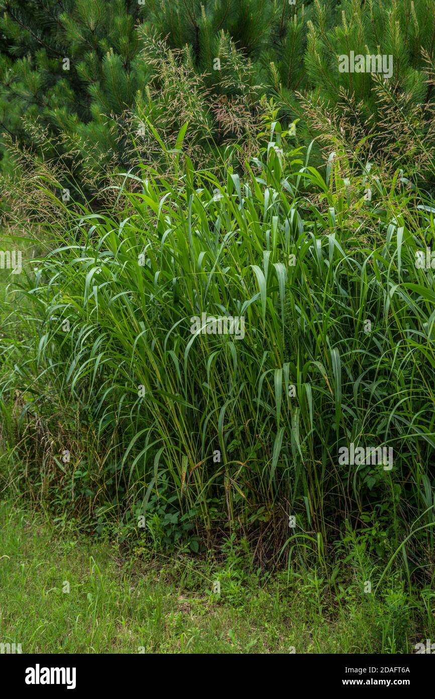 A variety of full grown tall grasses growing together in a grouping in ...
