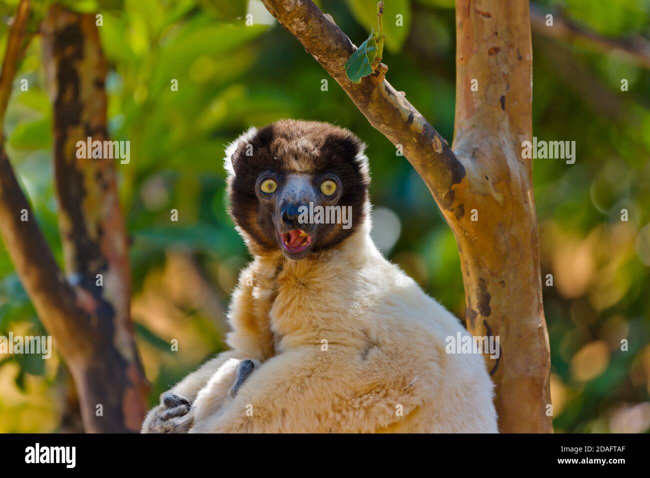 Sifaka (Propithecus) on tree, Perinet Reserve, Madagascar Stock Photo ...