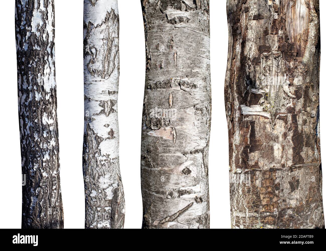 set of natural birch trunks isolated on white background Stock Photo ...