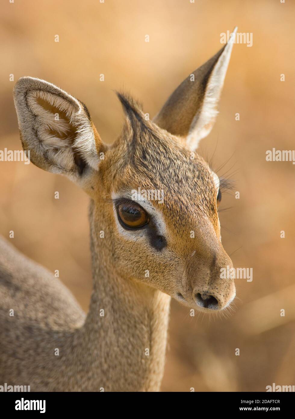 Kirk's Dik-Dik (Madoqua kirkii), Samburu, Kenya Stock Photo - Alamy