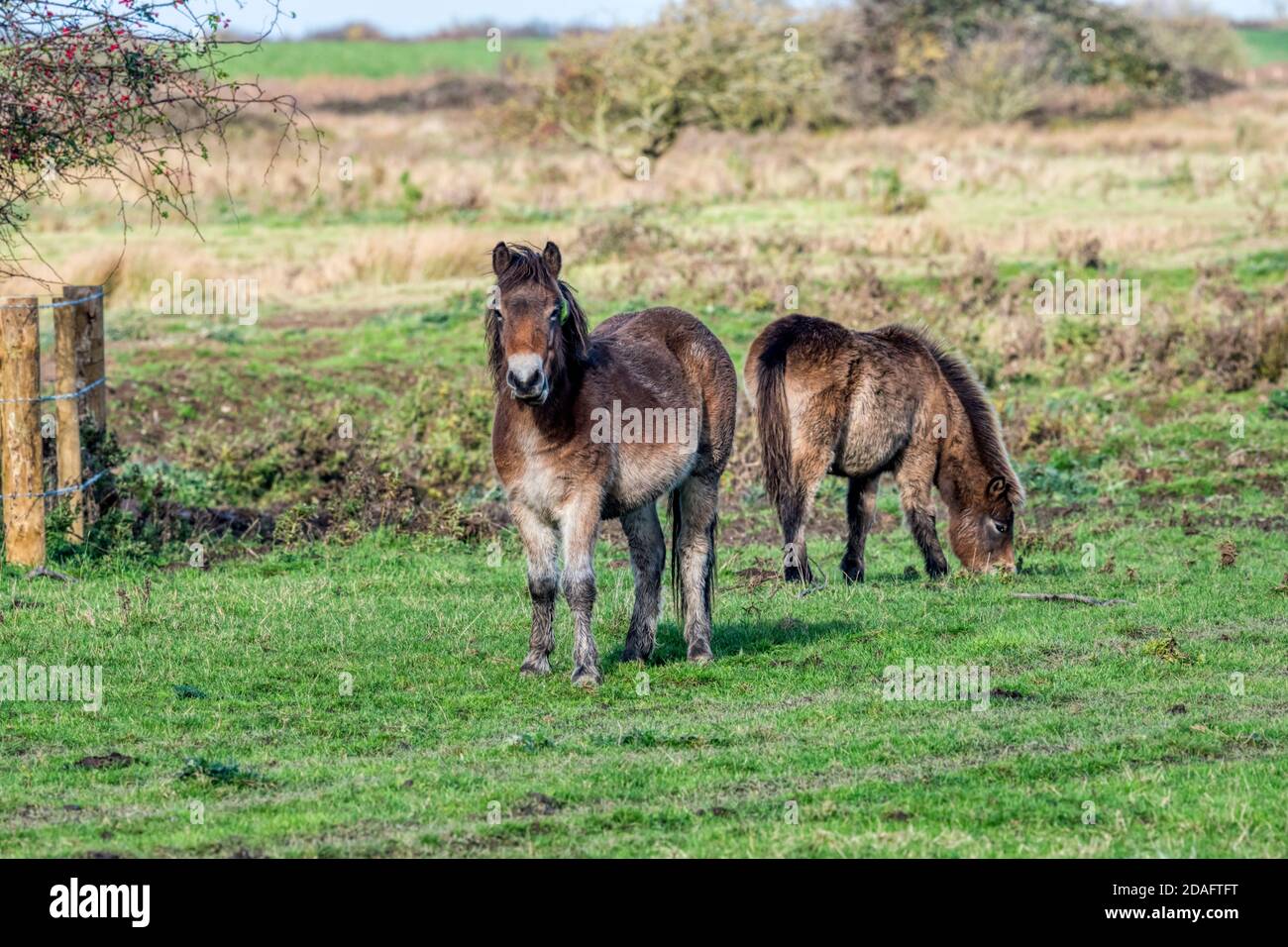 British wild ponies hi-res stock photography and images - Alamy