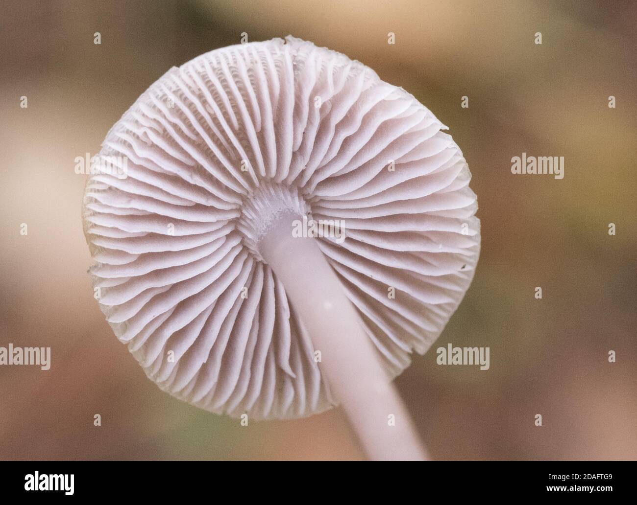 Pink Gills High Resolution Stock Photography and Images - Alamy