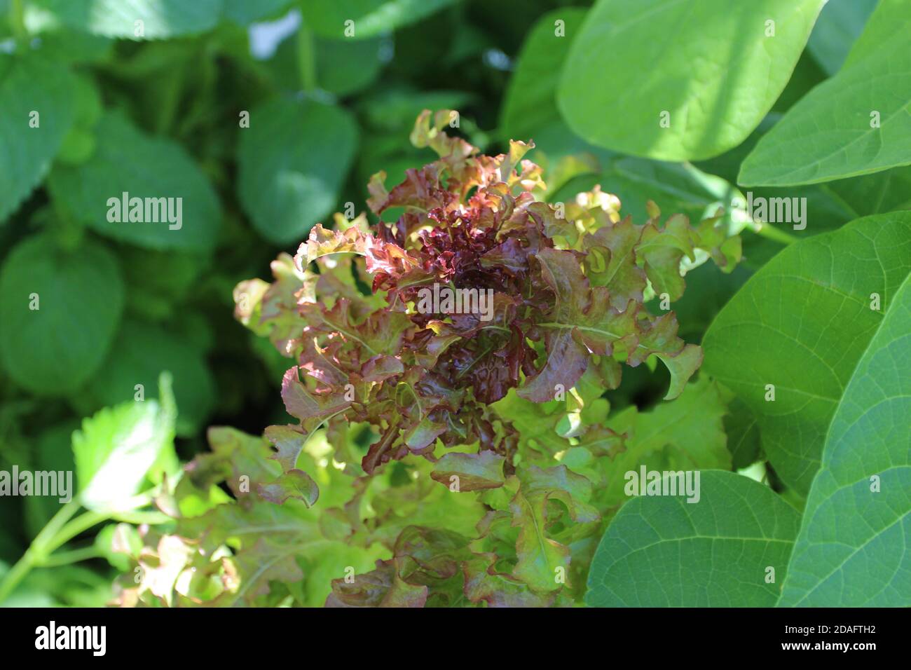 Close up of red leaf lettuce, Lactuca sativa, in a garden Stock Photo ...