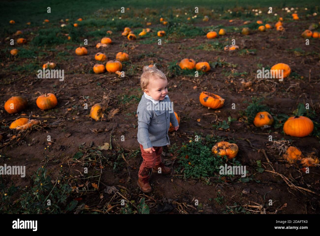 Toddler pumpkin picking for Halloween Stock Photo - Alamy