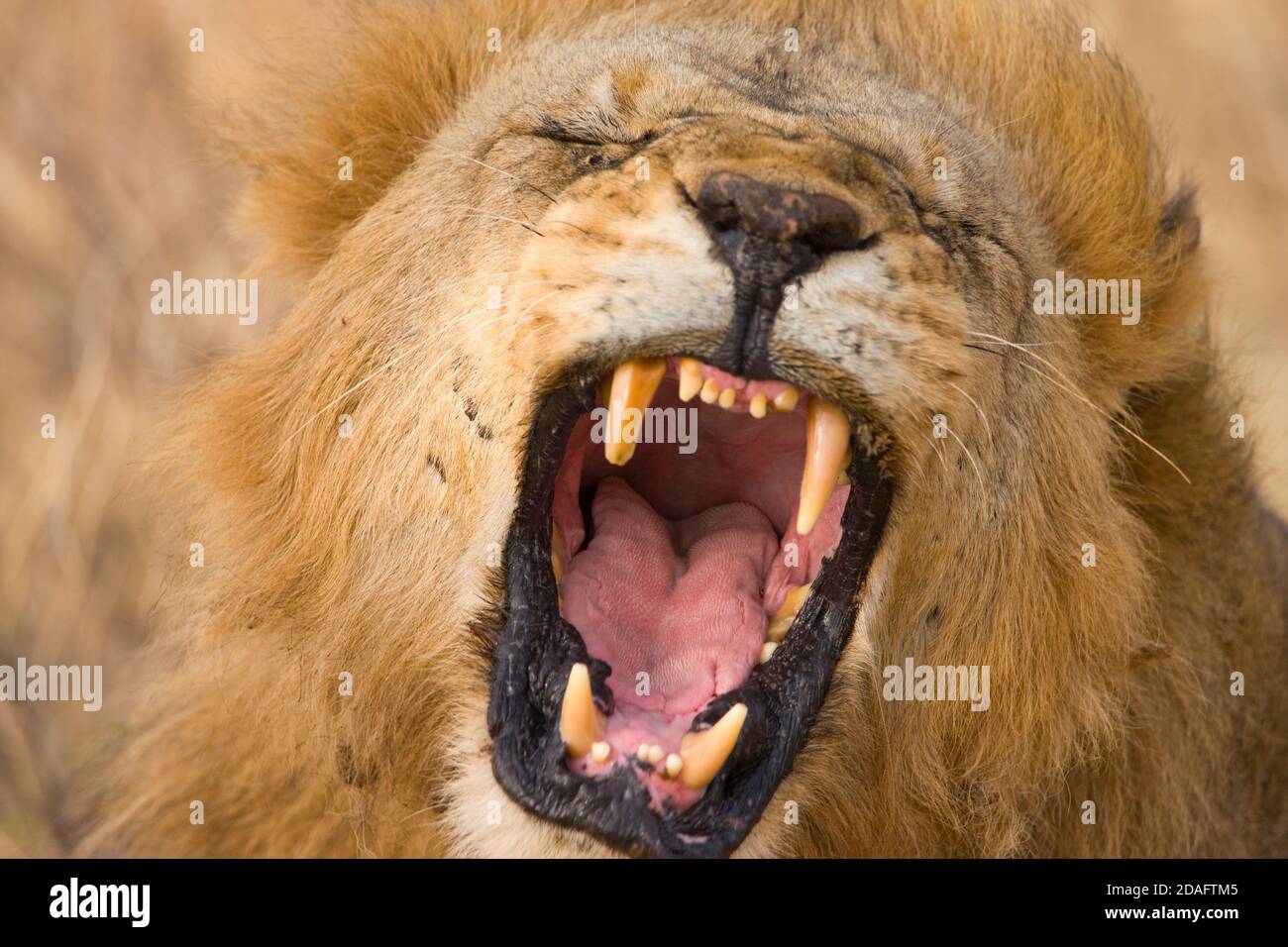 Lion Roar Horizontal High Resolution Stock Photography and Images - Alamy