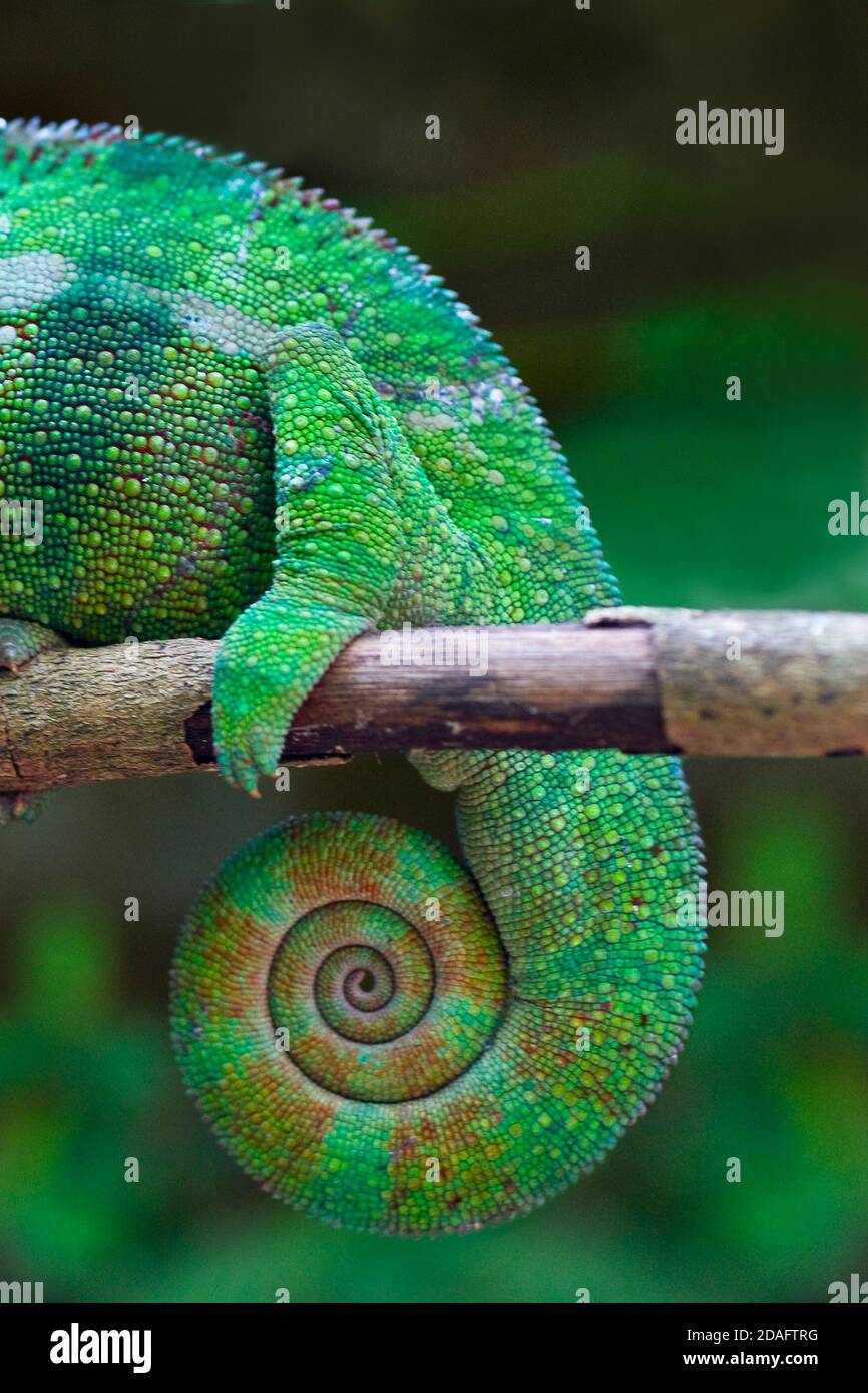 Chameleon tail hi-res stock photography and images - Alamy