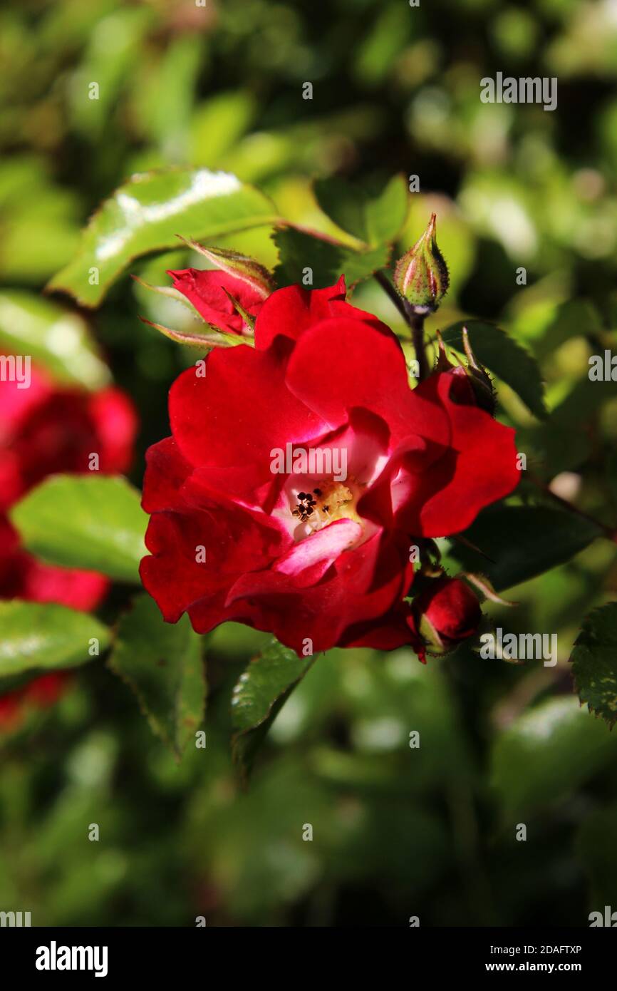 Shiny rose leaves hi-res stock photography and images - Alamy