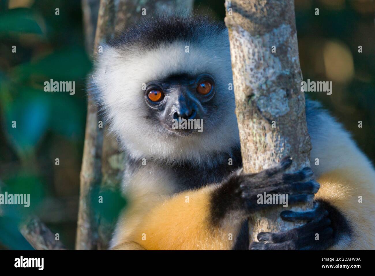 Propithecus hi-res stock photography and images - Alamy
