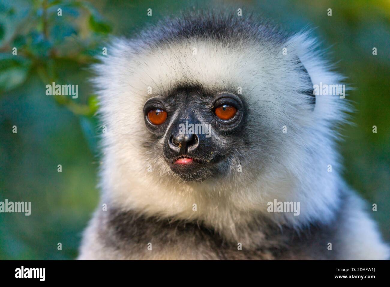 Propithecus hi-res stock photography and images - Alamy