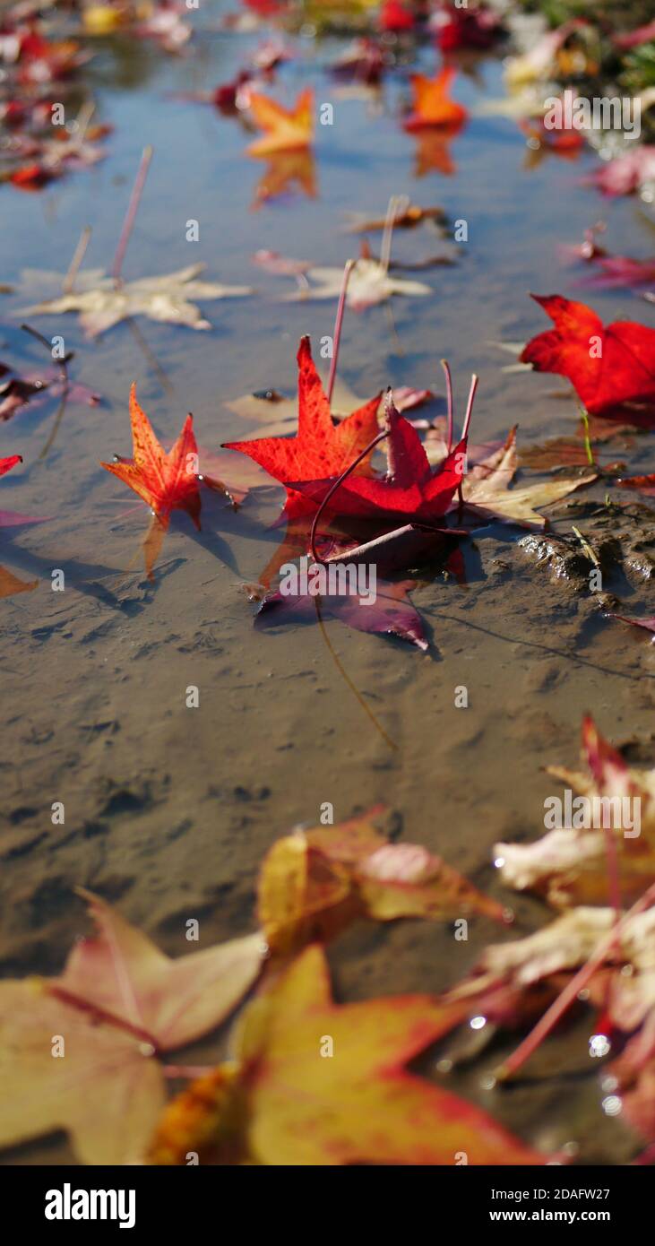 Puddle leaves hi-res stock photography and images - Alamy