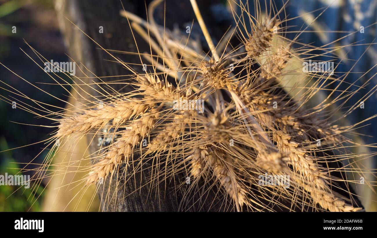 Spikes bench hi-res stock photography and images - Alamy