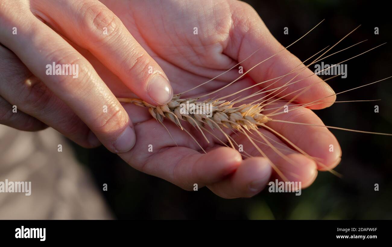Farmer girl holds wheat spikelet in her hands. Woman's hands check the ...