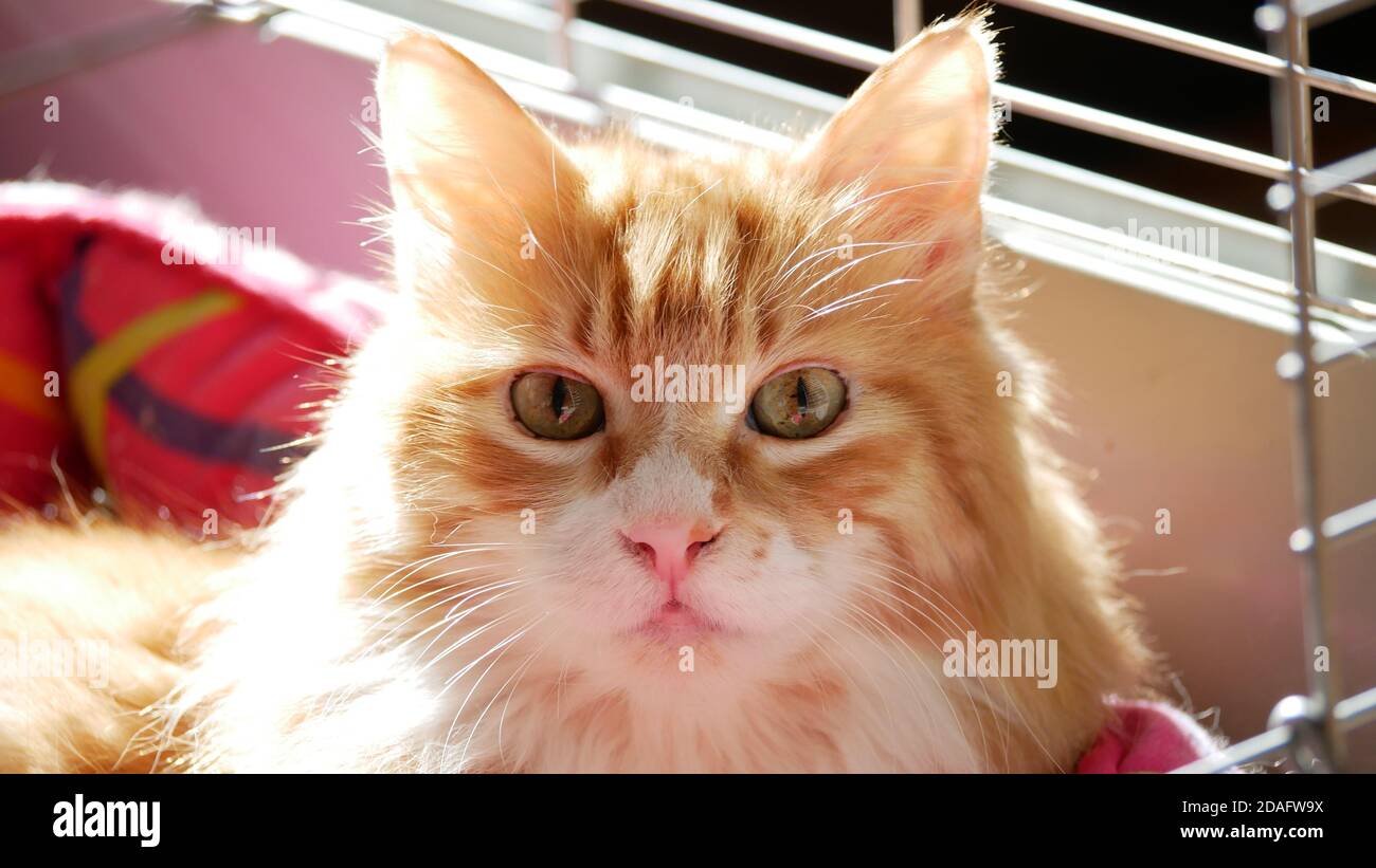 Cool looking red male cat waiting inside a transport box for the visit ...