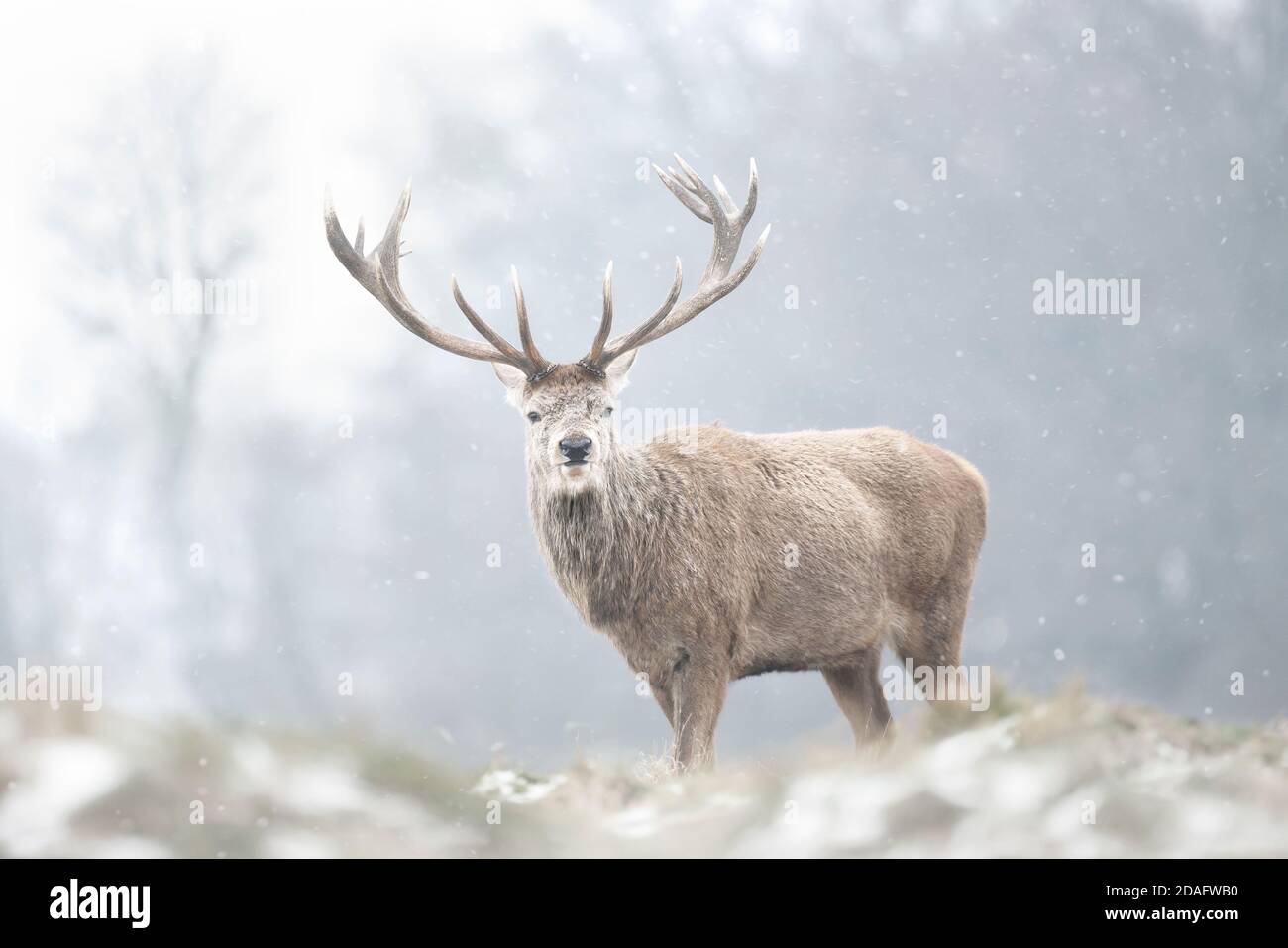 White stag winter hi-res stock photography and images - Alamy