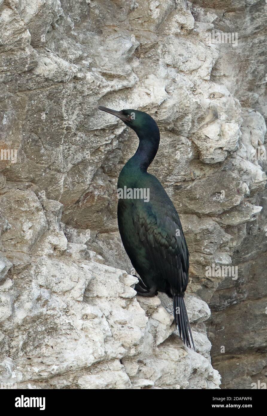 Pelagic Cormorant