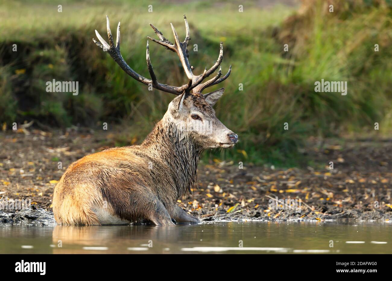 Red deer stag muddy hi-res stock photography and images - Alamy
