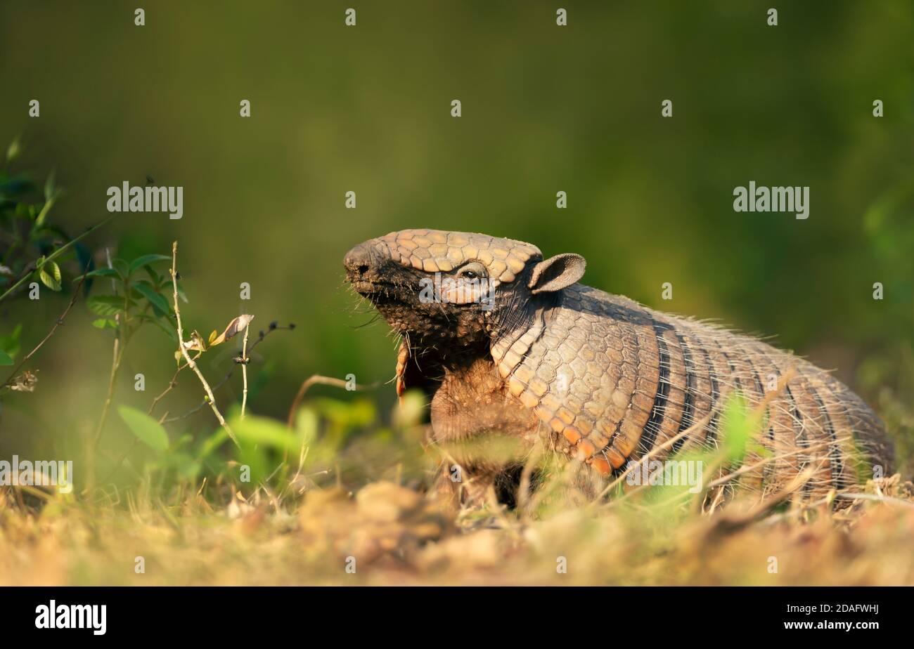 Armadillo burrow hi-res stock photography and images - Alamy