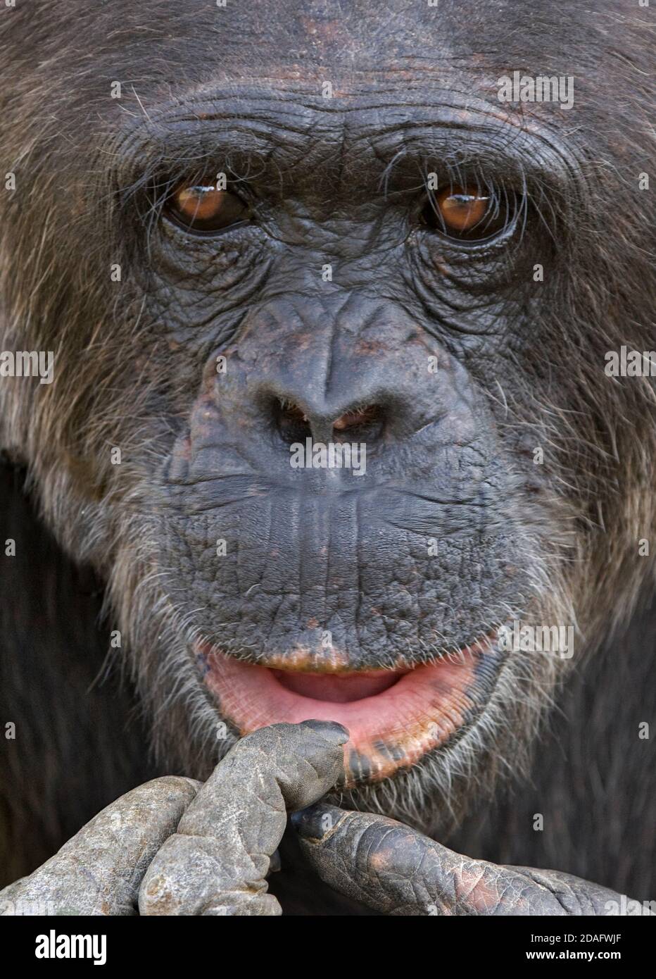 Chimpanzee face hi-res stock photography and images - Alamy