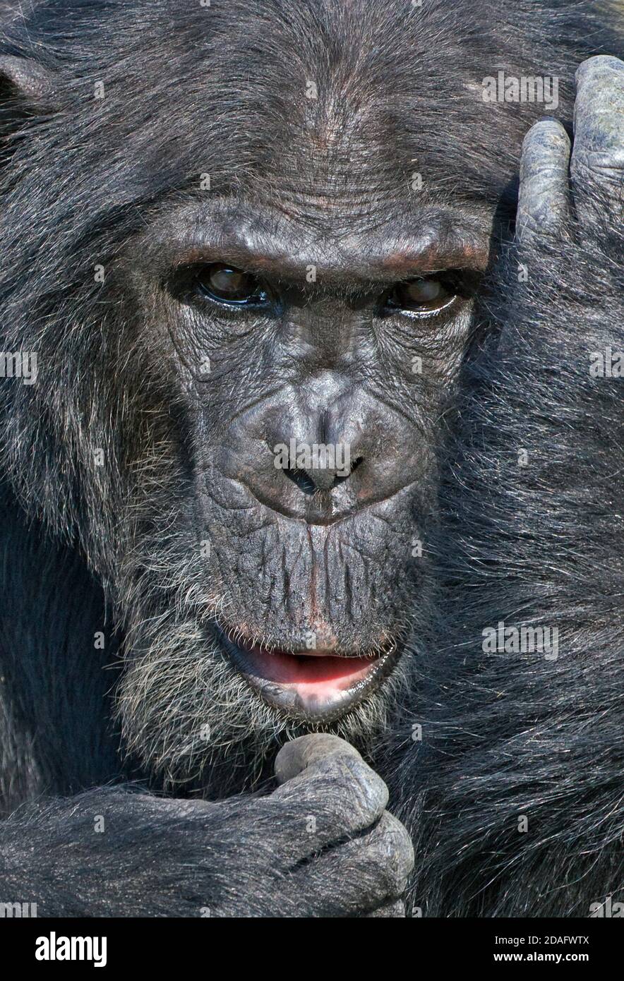 Chimpanzee face hi-res stock photography and images - Alamy