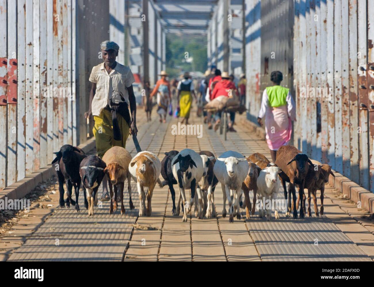 Herding sheep across the bridge, Fort Dauphin, Madagascar Stock Photo ...