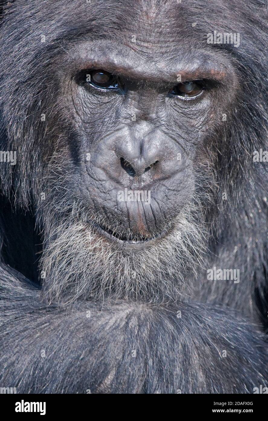 Chimpanzee face hi-res stock photography and images - Alamy