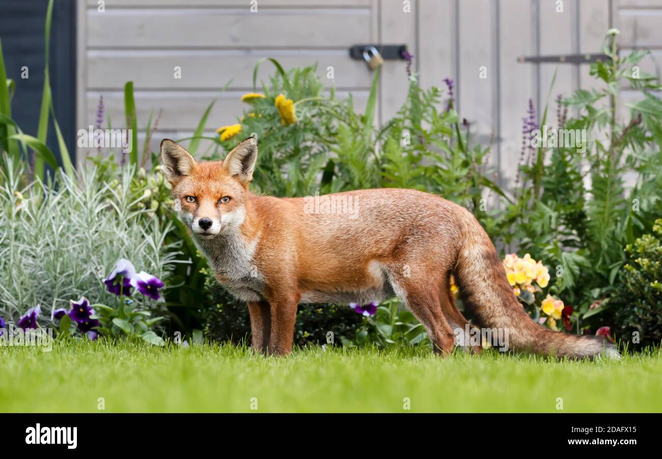 Garden shed with fox hi-res stock photography and images - Alamy