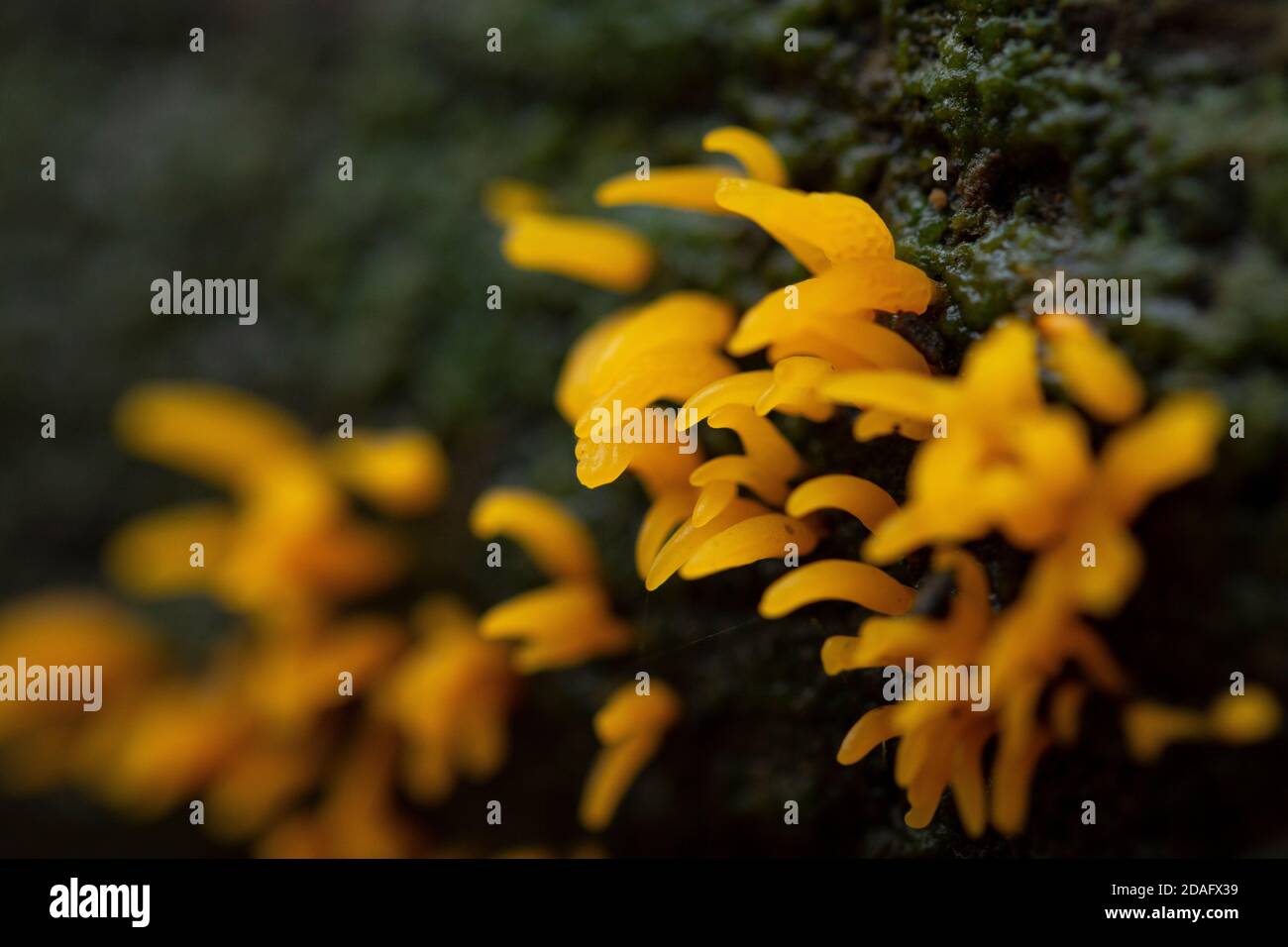 Calocera cornea hi-res stock photography and images - Alamy