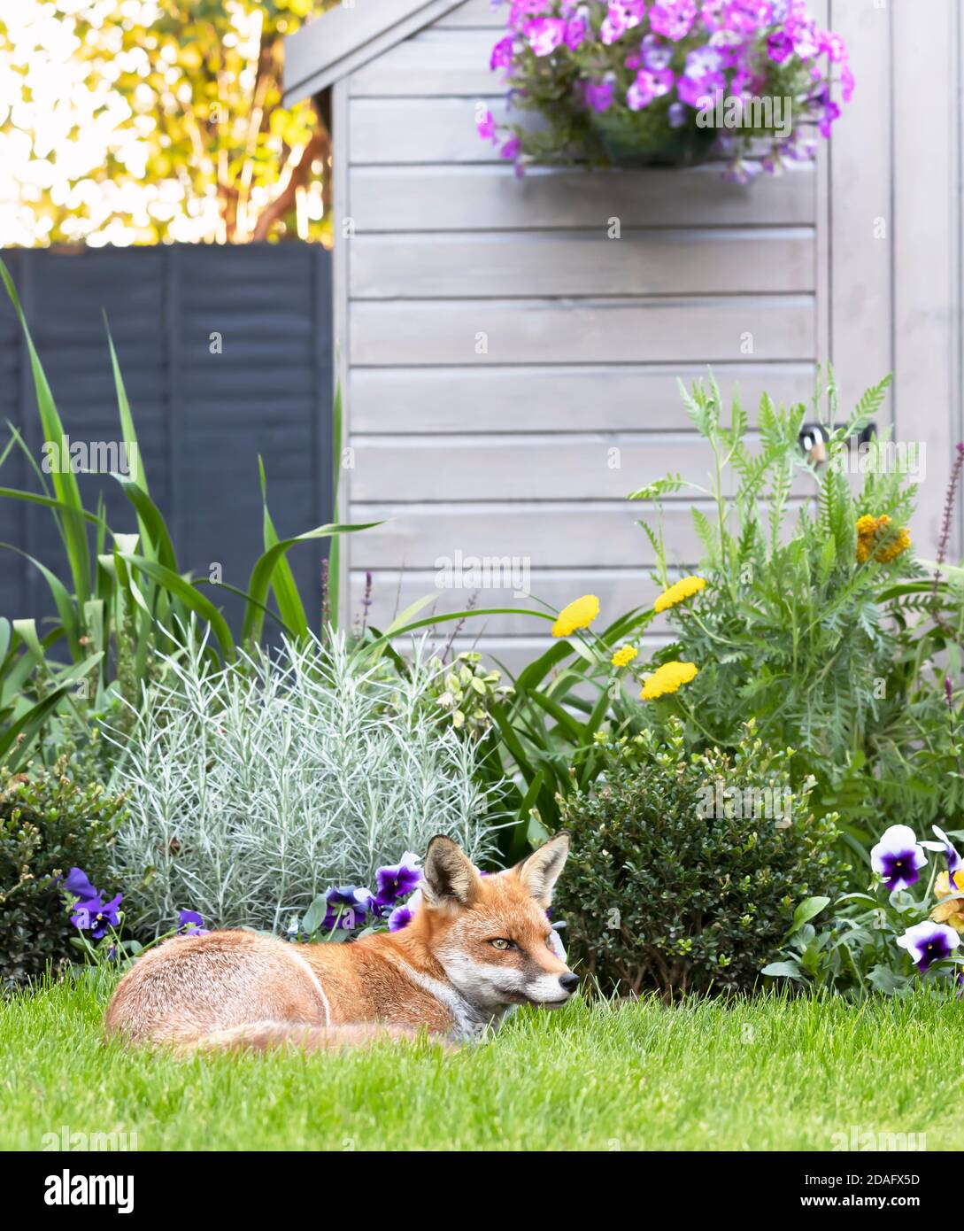 Cute shed hi-res stock photography and images - Alamy