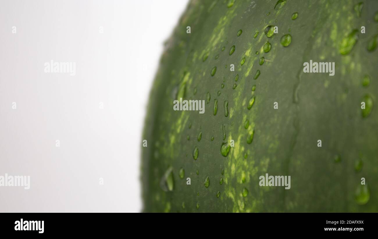 Fresh juicy striped watermelon close-up. Drops of water flow down the ...