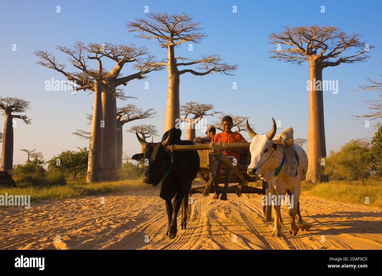 Cow cart going through Baobab tree (Adansonia), Morondava, Madagascar ...