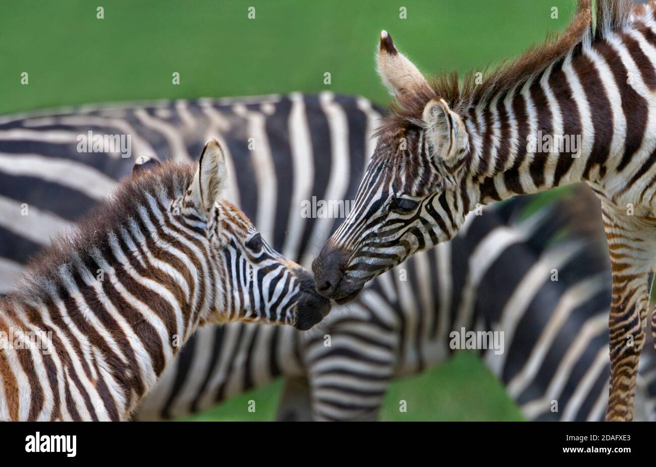 Baby zebra with mother hi-res stock photography and images - Alamy